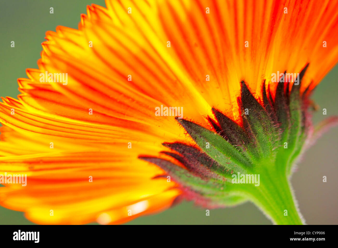 orange color flower in close up Stock Photo - Alamy