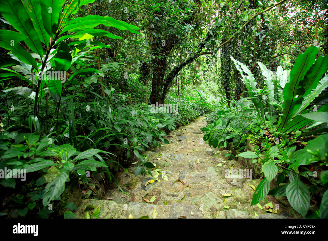forest path road Stock Photo - Alamy
