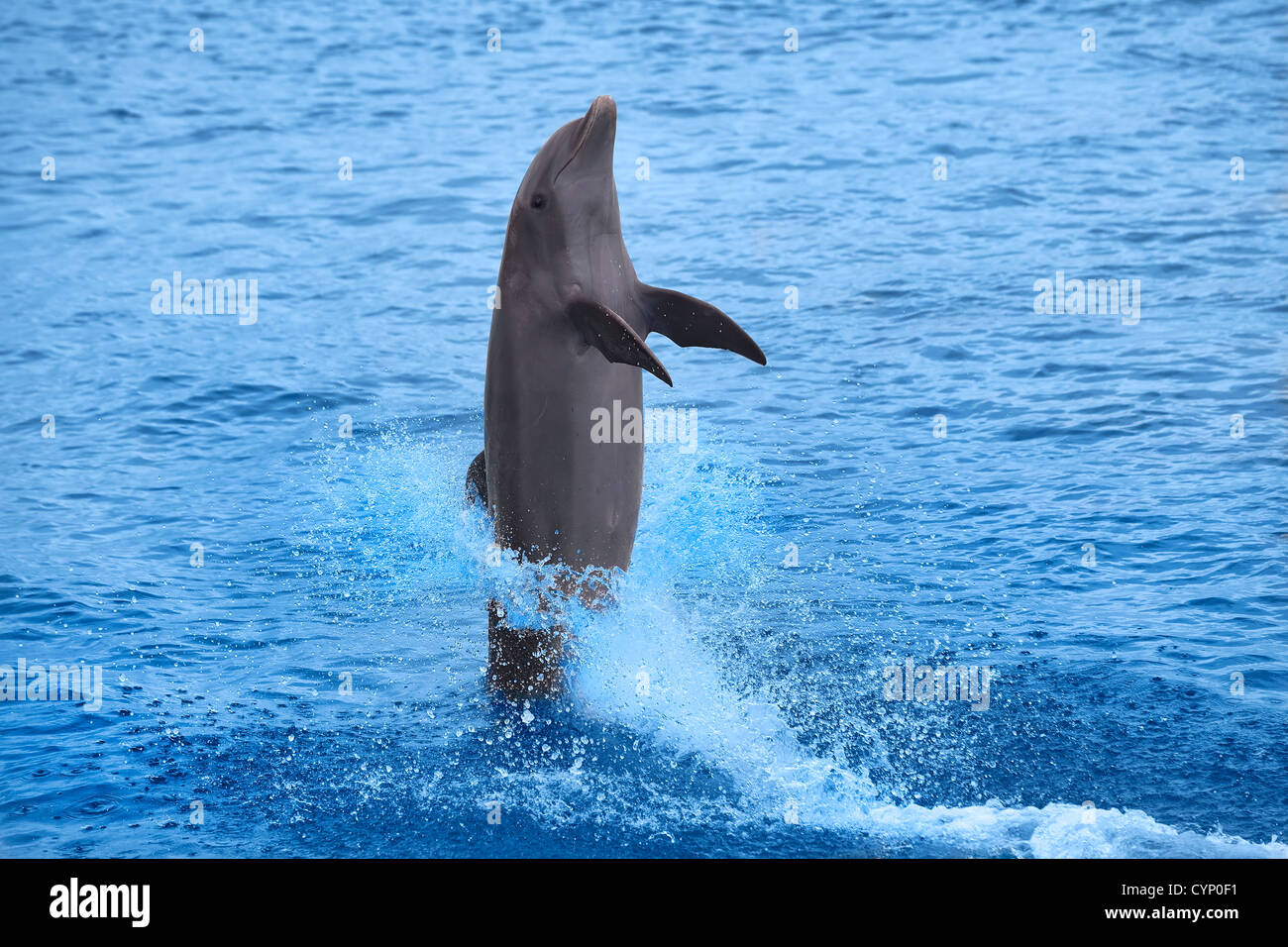 Cute dolphin hi-res stock photography and images - Alamy