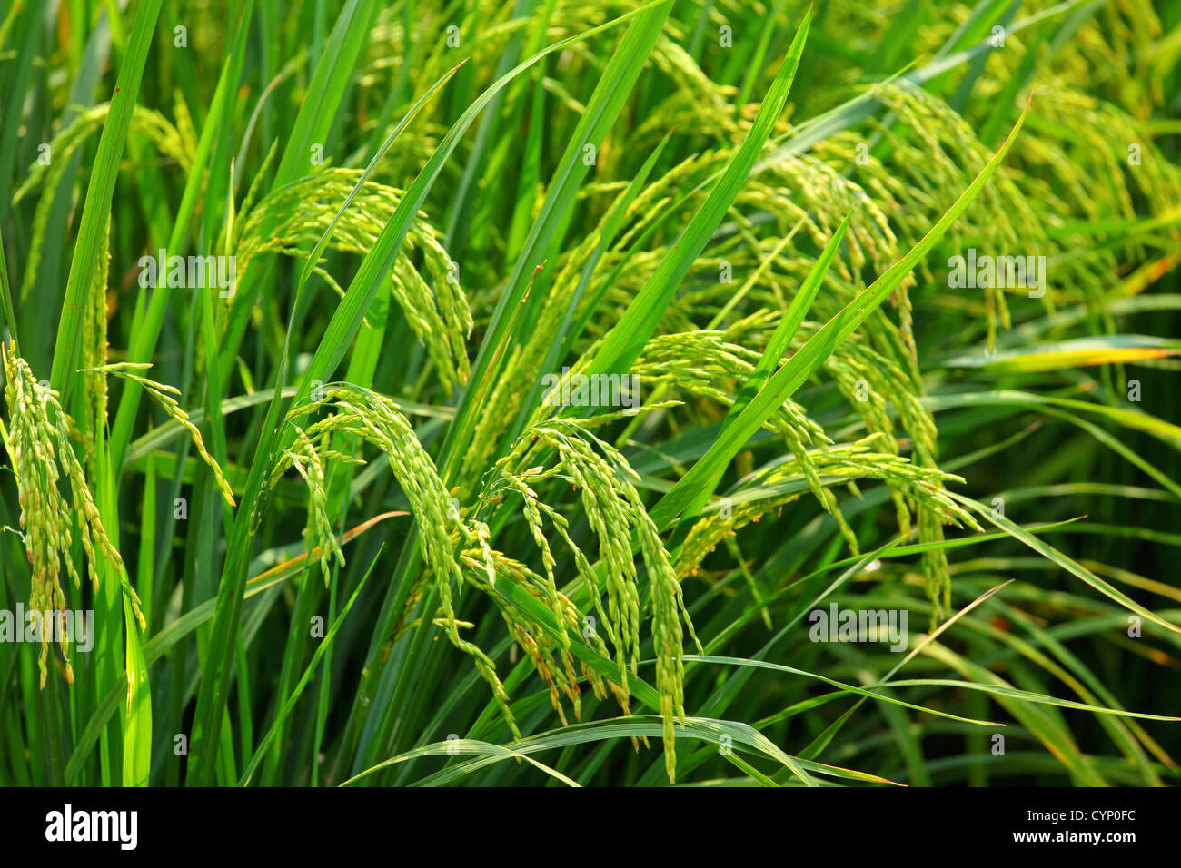 Asia paddy rice field Stock Photo - Alamy