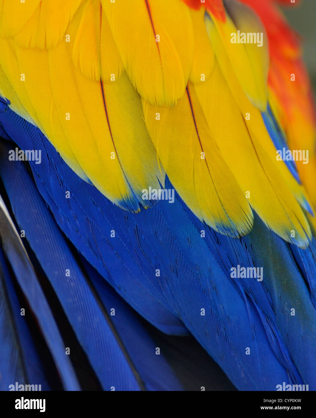 Parrot feathers close up hi-res stock photography and images - Alamy