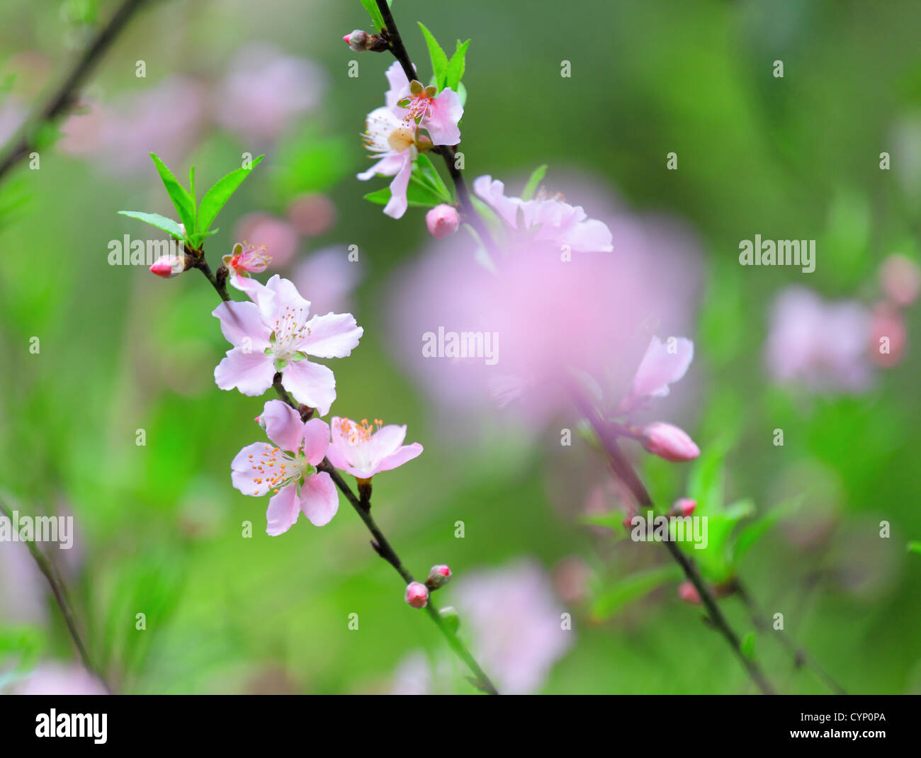 Flowers of cherry blossoms on spring day Stock Photo - Alamy