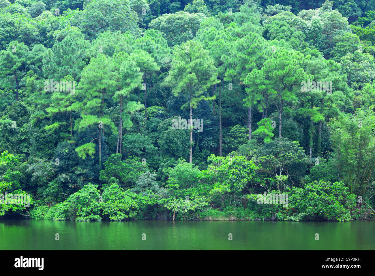 lake with green tree Stock Photo - Alamy