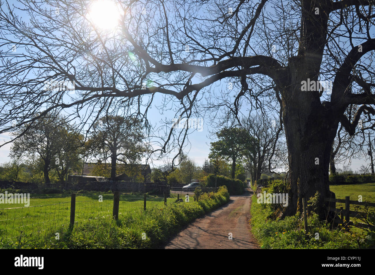 Spring sunshine country lane hi-res stock photography and images - Alamy