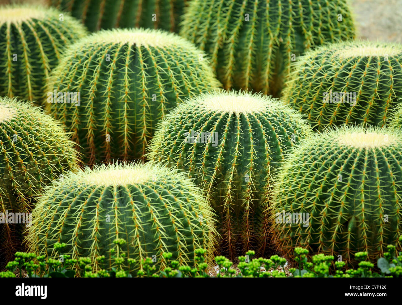 Golden ball cactus Stock Photo - Alamy