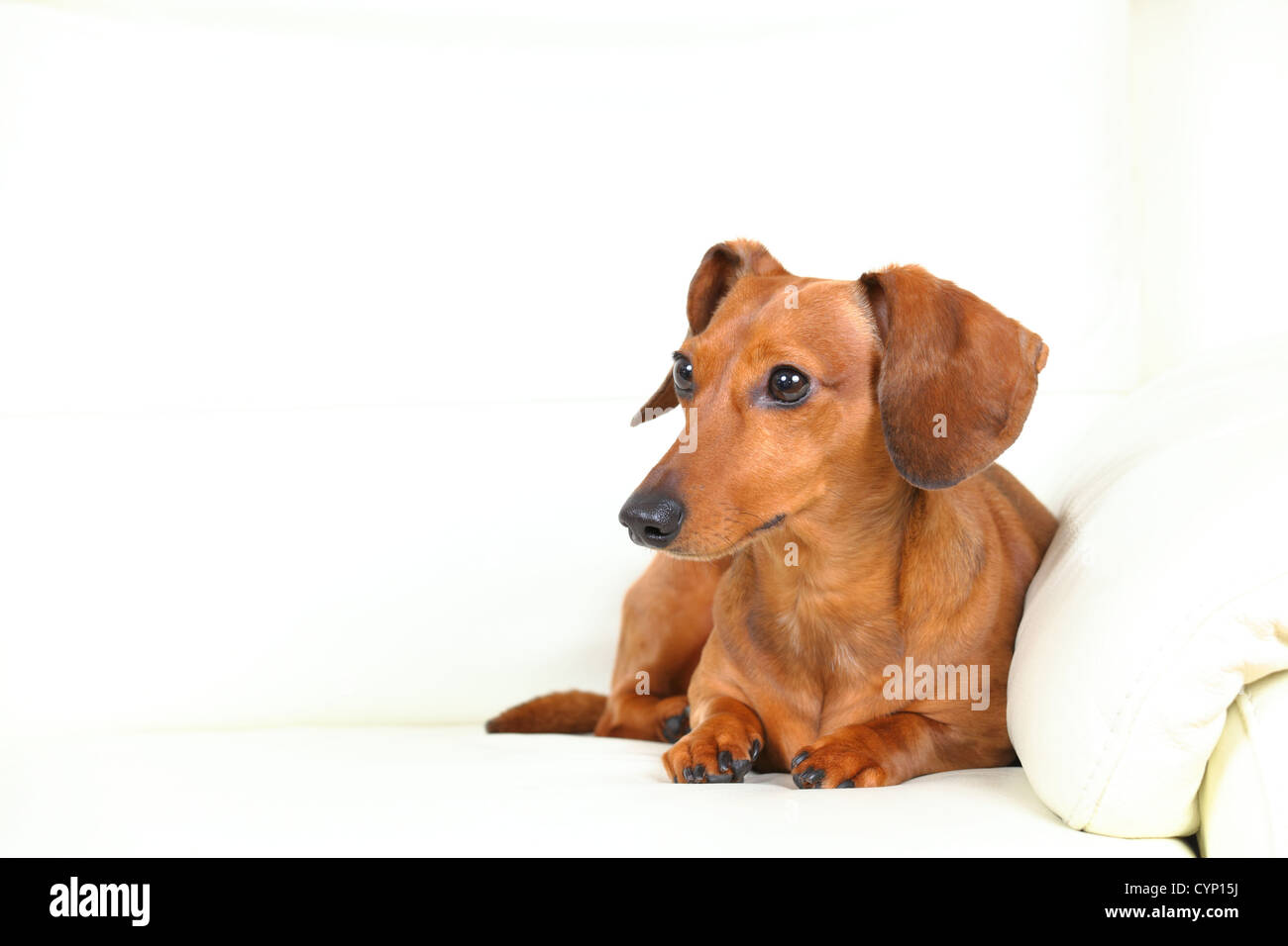 Looking sofa Cut Out Stock Images & Pictures - Alamy