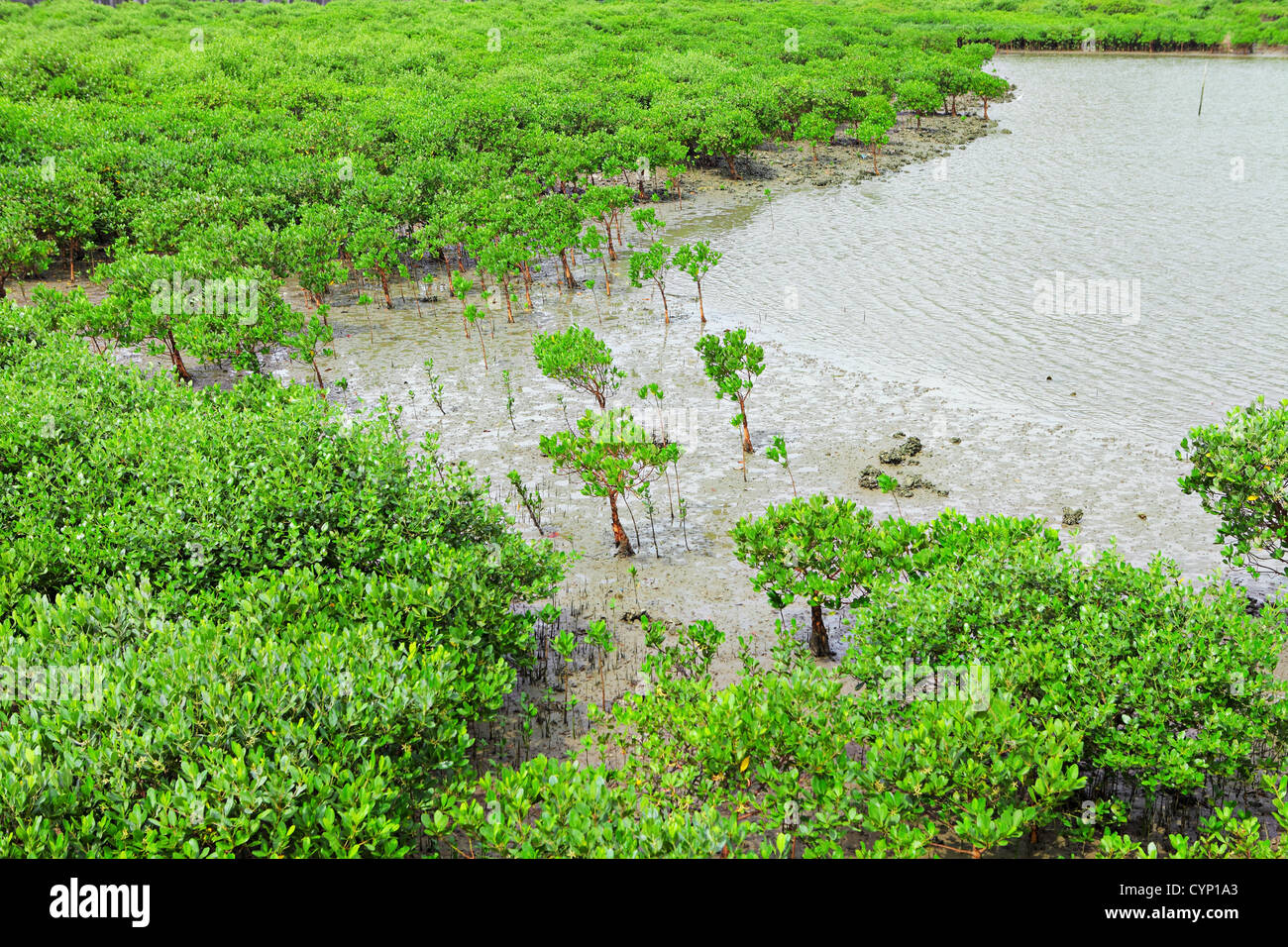 Red Mangroves grow near sea water in Hong Kong Stock Photo - Alamy