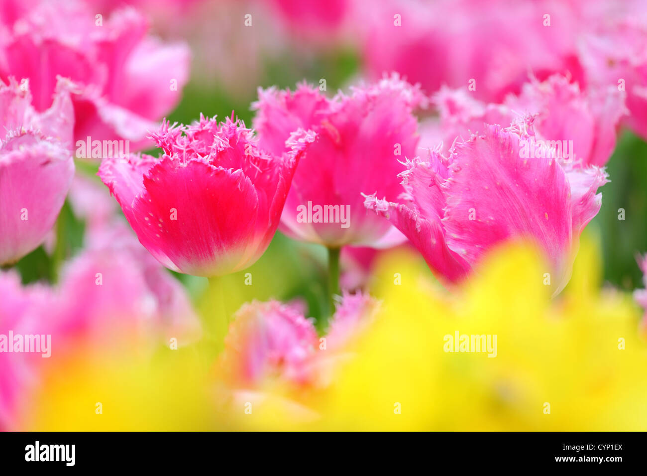 Undulating flower field hi-res stock photography and images - Alamy