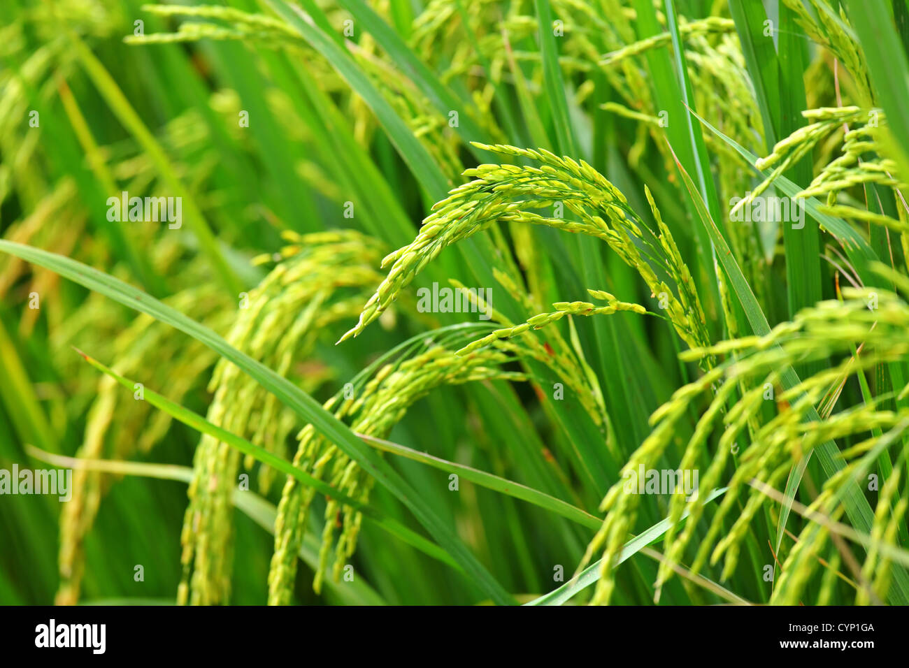 paddy rice field Stock Photo - Alamy