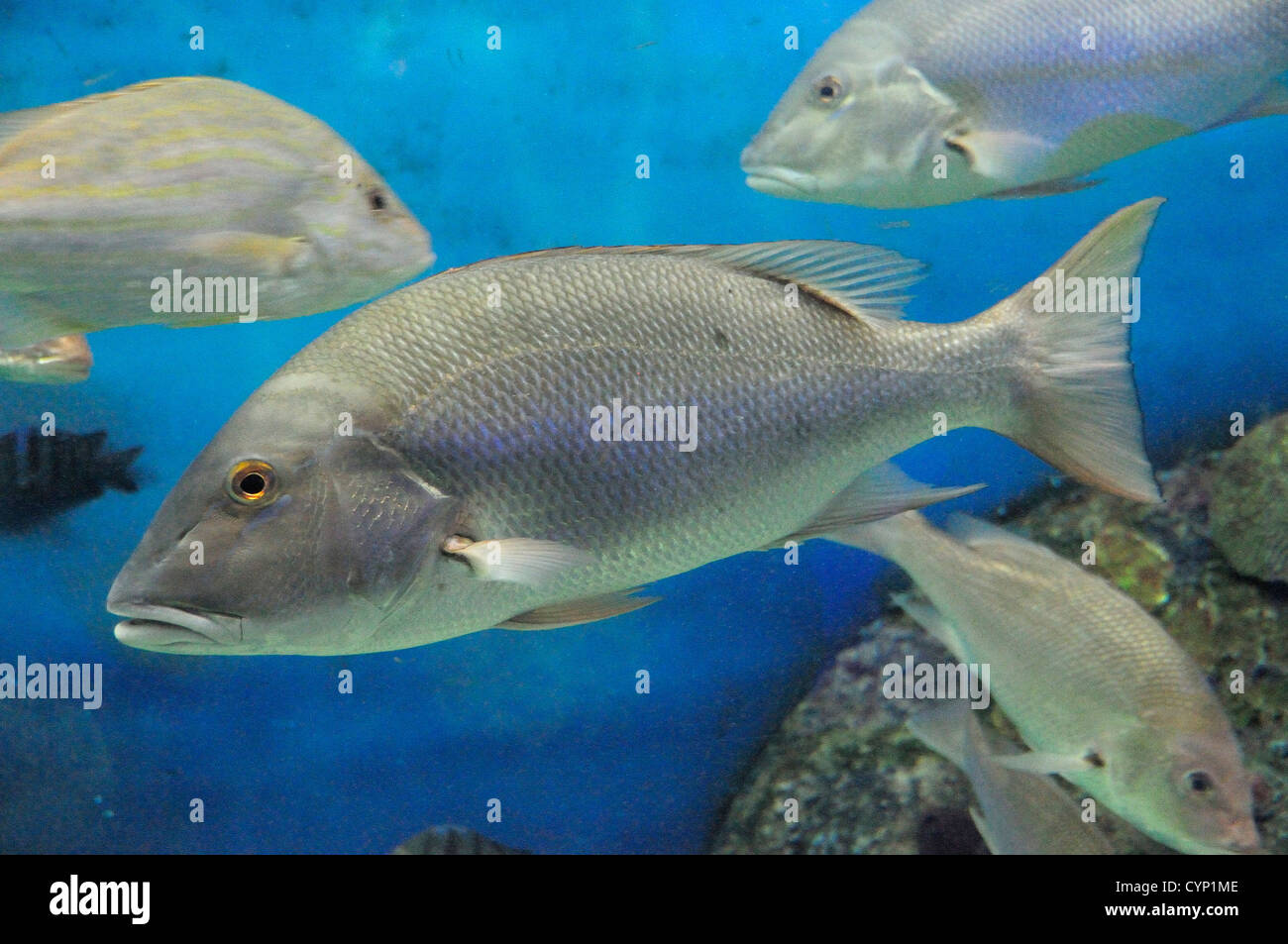 Huachinango fish at the Veracruz Aquarium. Hispanic Latin America ...