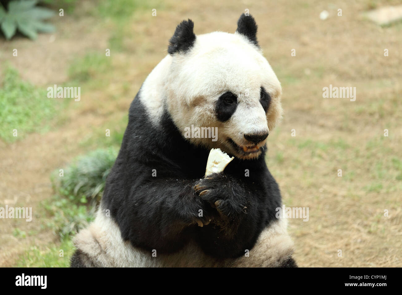 Panda china wolong panda center hi-res stock photography and images - Alamy