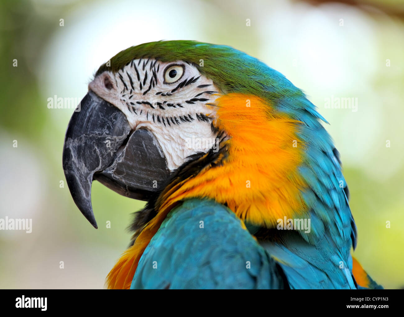 Talking macaw hi-res stock photography and images - Alamy