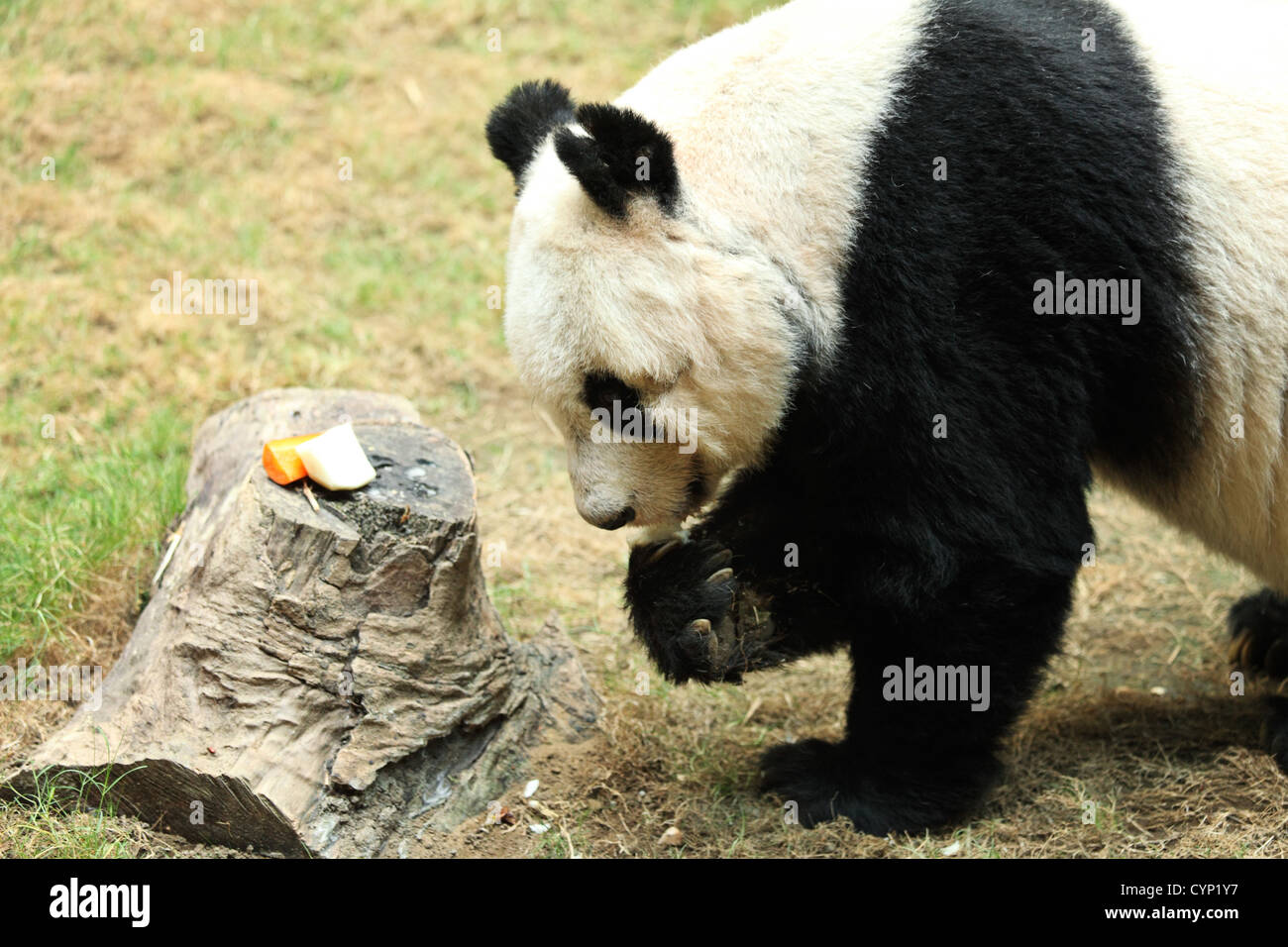 giant panda eating Stock Photo - Alamy