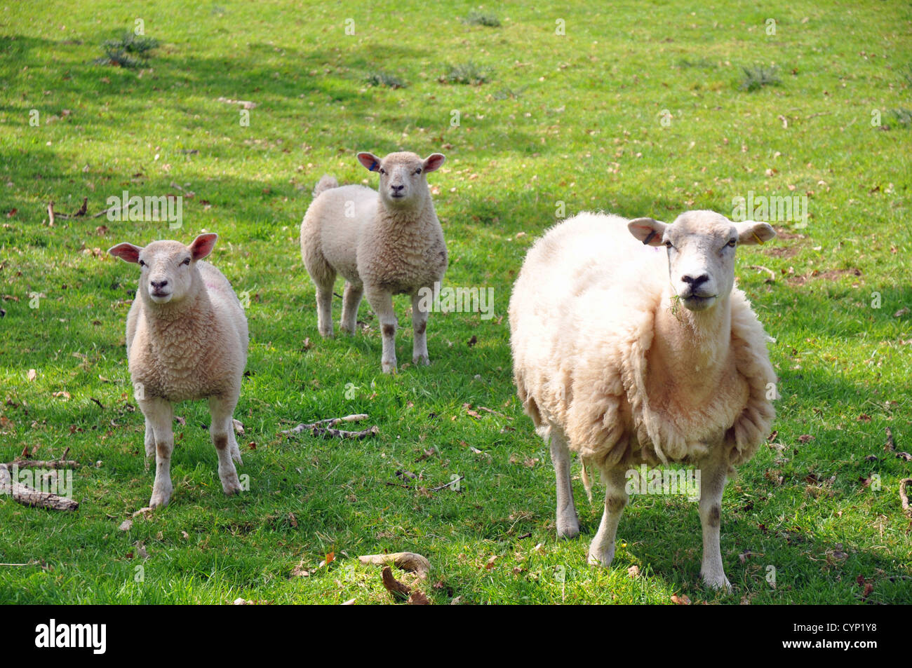 Sheep mutton hi-res stock photography and images - Alamy