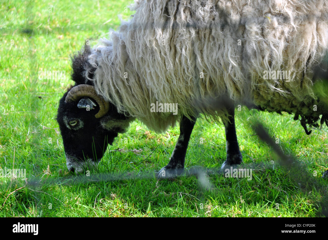 A ram grazing in a field Stock Photo - Alamy