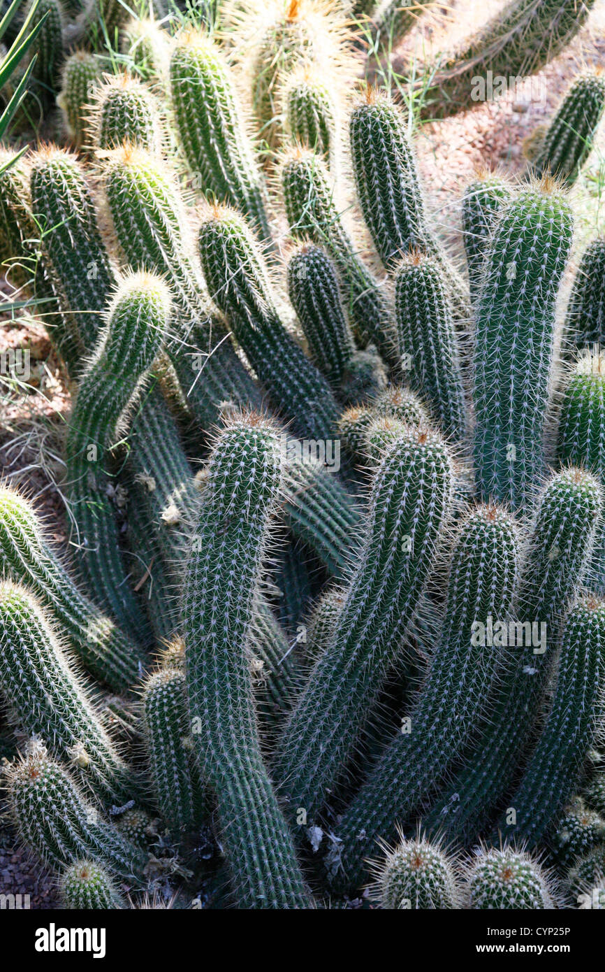 crowd of cactus finger shaped Stock Photo - Alamy