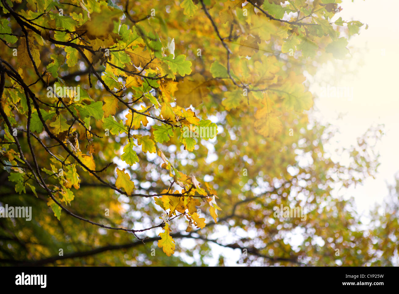 Oak leaf background hi-res stock photography and images - Alamy