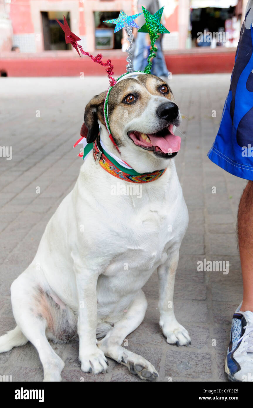 Mexico, Bajio State, San Miguel de Allende, Dog dressed humourously for ...