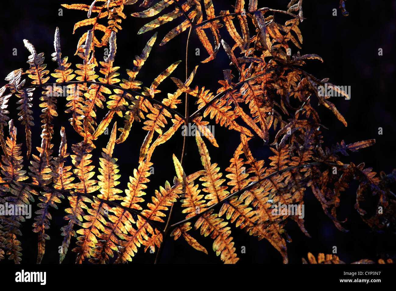 Abstract bracken fern patterns hi-res stock photography and images - Alamy