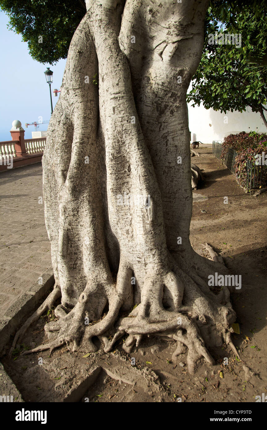Tree with twisted trunk hi-res stock photography and images - Alamy