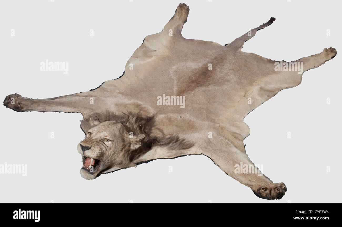 A lion's skin, Africa, 20th century. Hide of a male lion (Panthera leo ...
