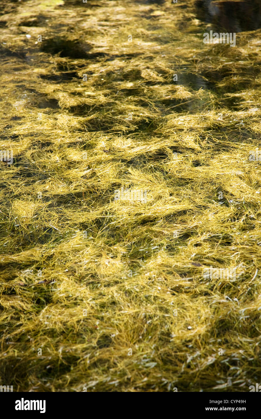 Algas river hi-res stock photography and images - Alamy
