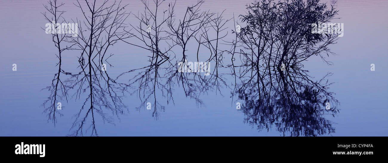 Blue colour tree hi-res stock photography and images - Alamy