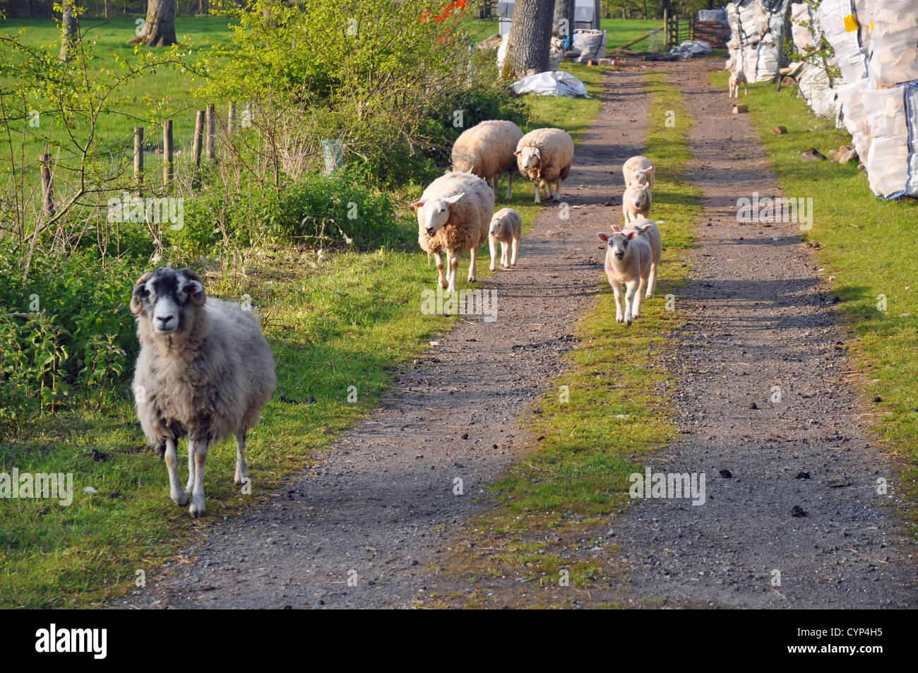 Sheep in a country lane Stock Photo - Alamy