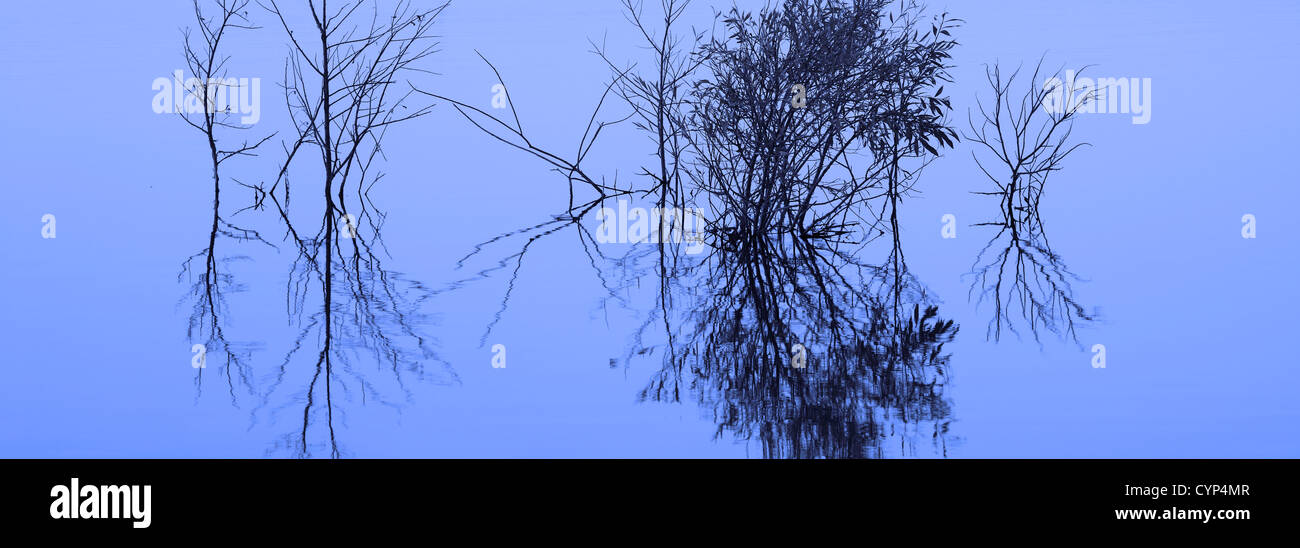 Blue colour tree hi-res stock photography and images - Alamy