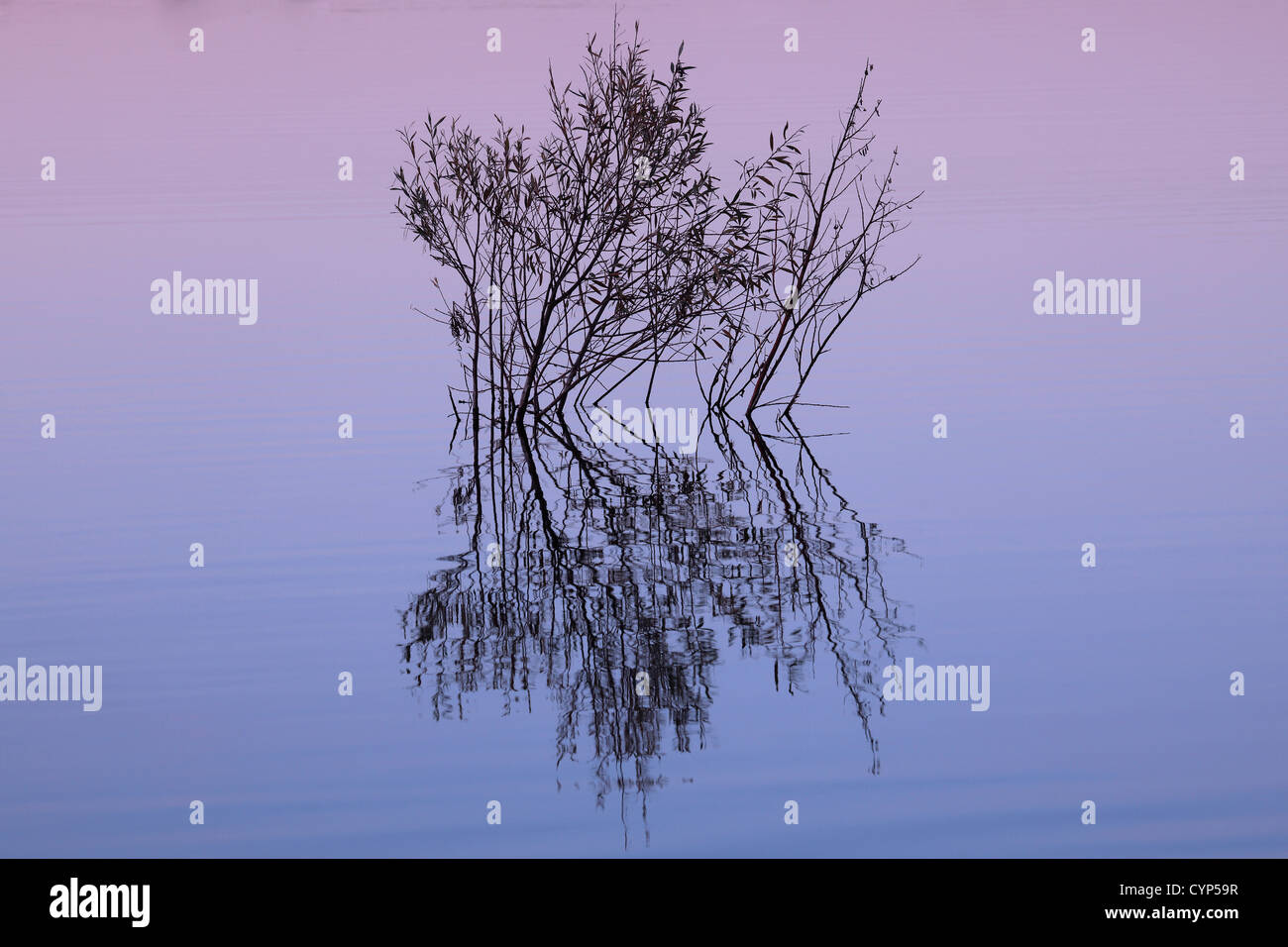 Blue colour tree hi-res stock photography and images - Alamy