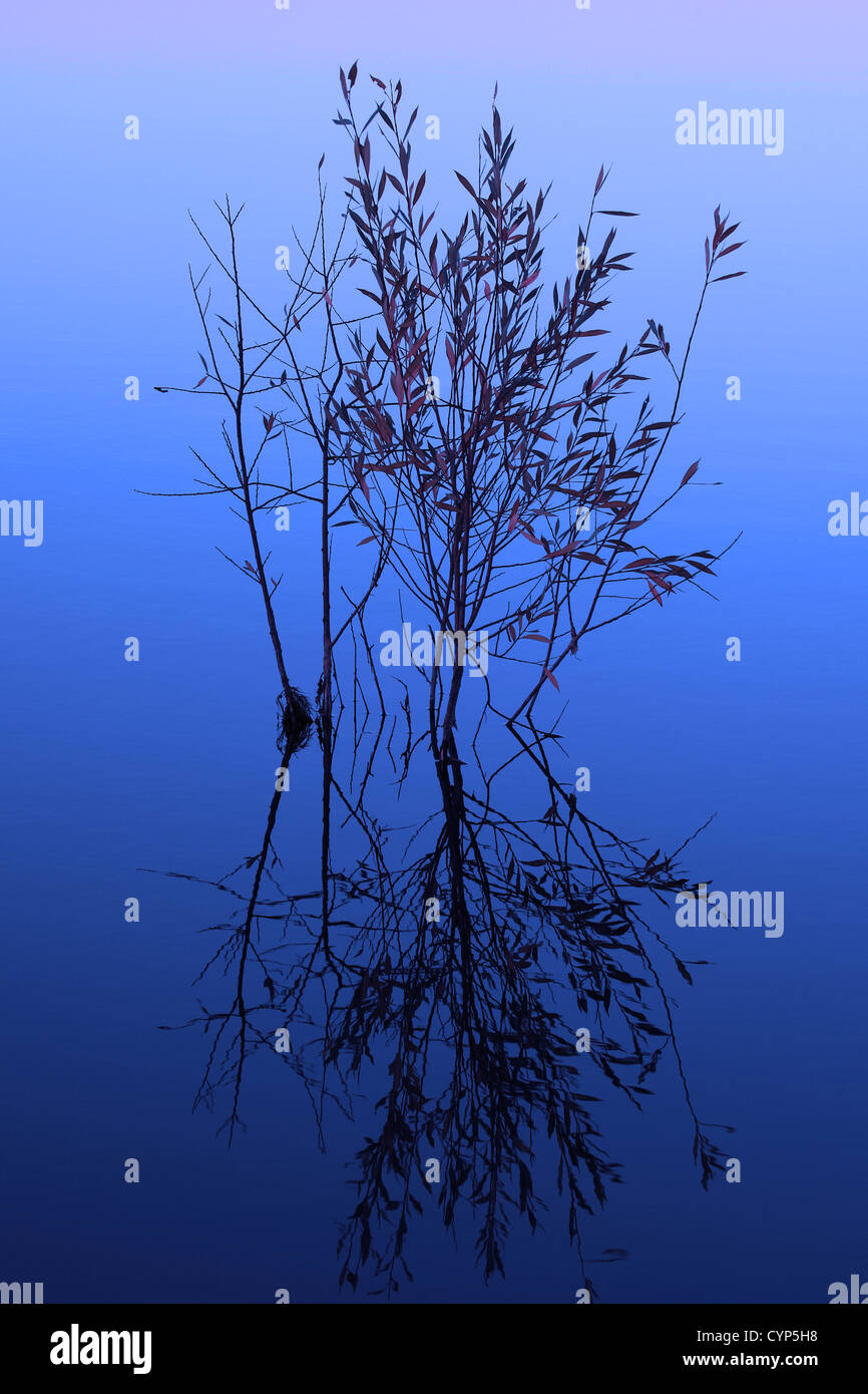Abstract reflection pattern of a Blue colour tinted sapling tree in a ...