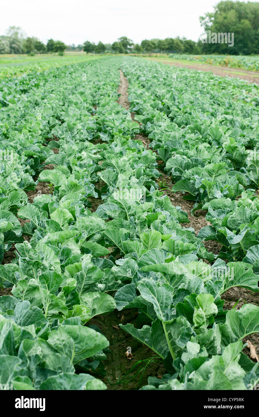 Field of cabbage plants Stock Photo - Alamy