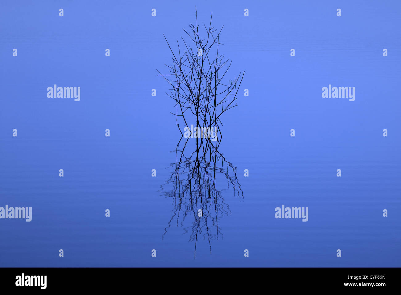 Abstract reflection pattern of a Blue colour tinted sapling tree in a ...