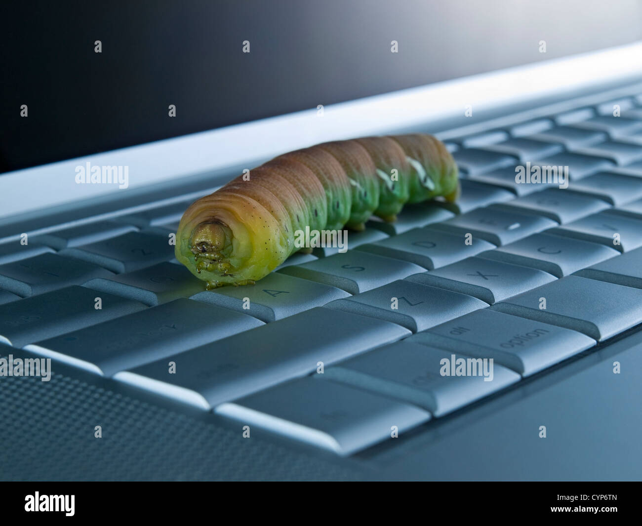 Macro shot of a caterpillar over a computer keyboard Stock Photo - Alamy
