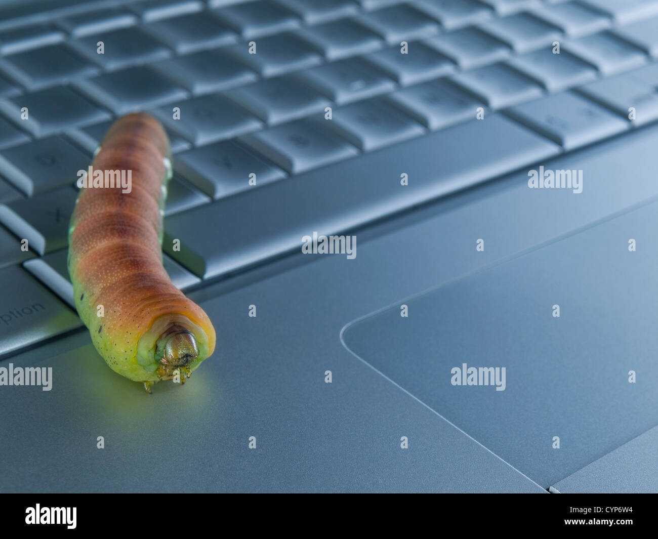 Macro shot of a caterpillar over a computer keyboard Stock Photo - Alamy