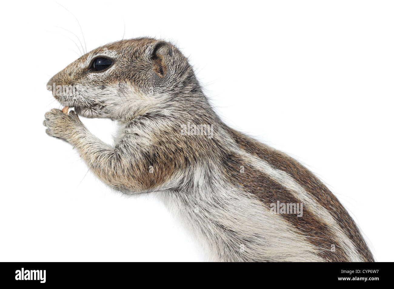 Cute squirrel nibbling a nut Stock Photo - Alamy