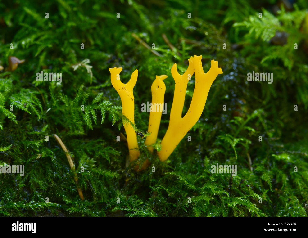 Stags Horn Fungi with Moss Stock Photo - Alamy