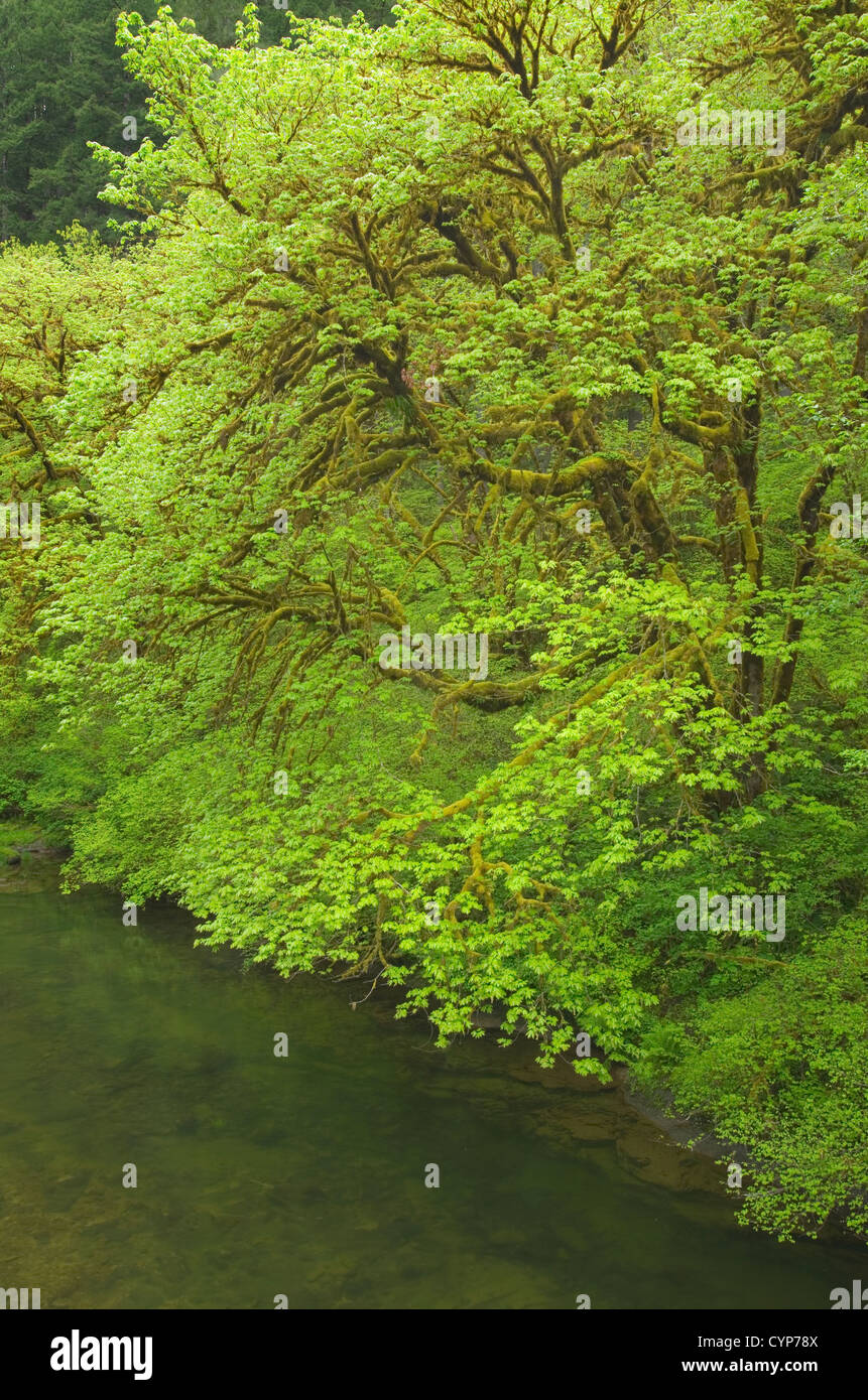 Verdant river hi-res stock photography and images - Alamy