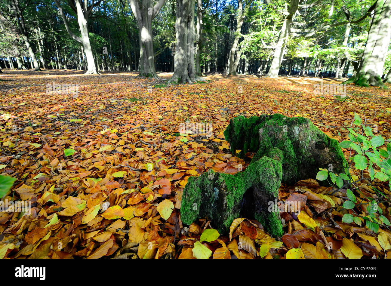 Autumn leaves on forest floor Stock Photo - Alamy