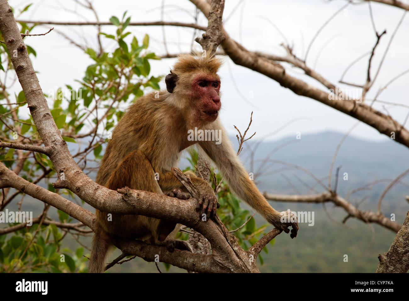 Animal Monkey Sri Lanka High Resolution Stock Photography and Images ...