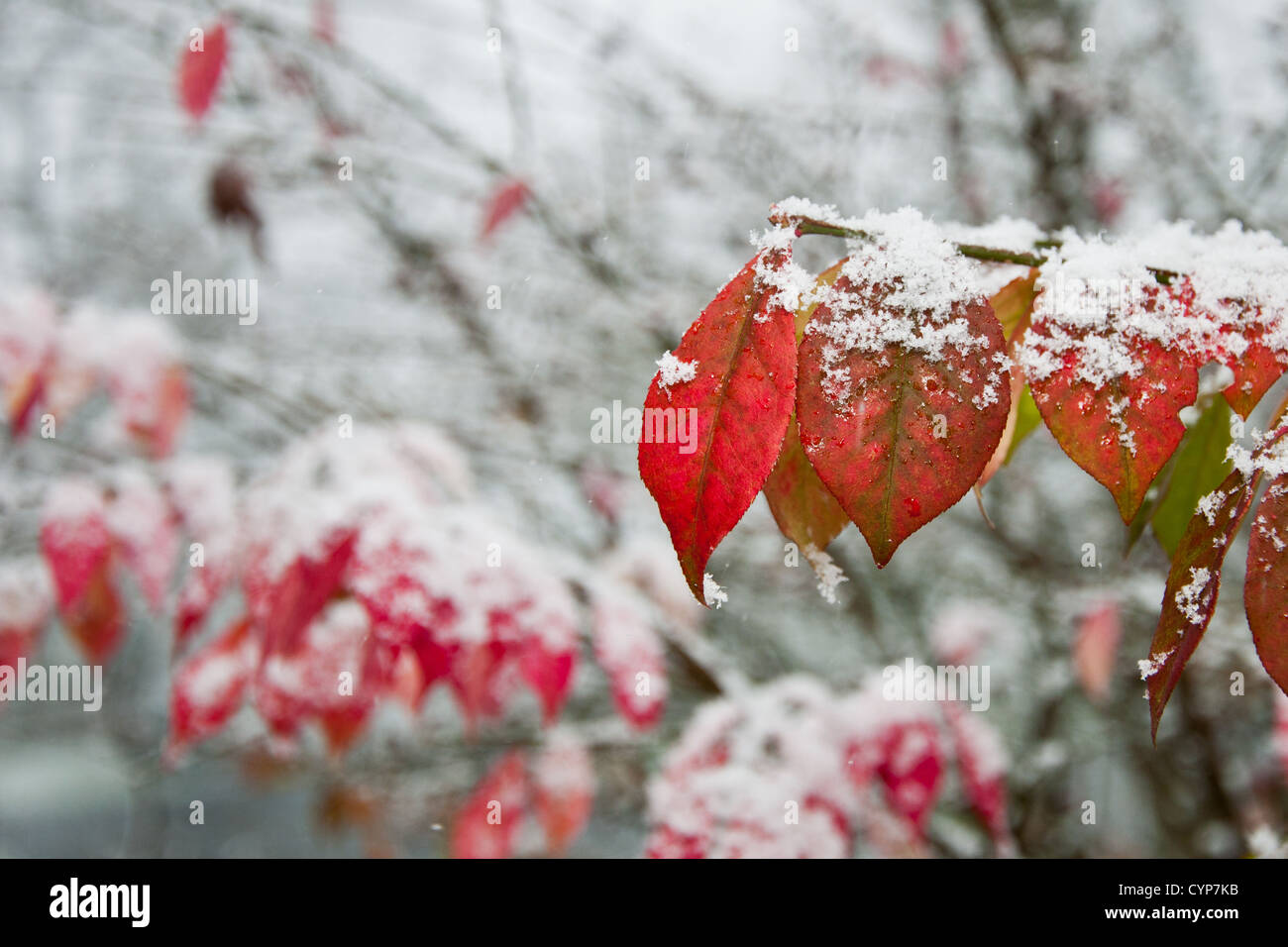 Fall Foliage Covered With Snow Stock Photo - Alamy