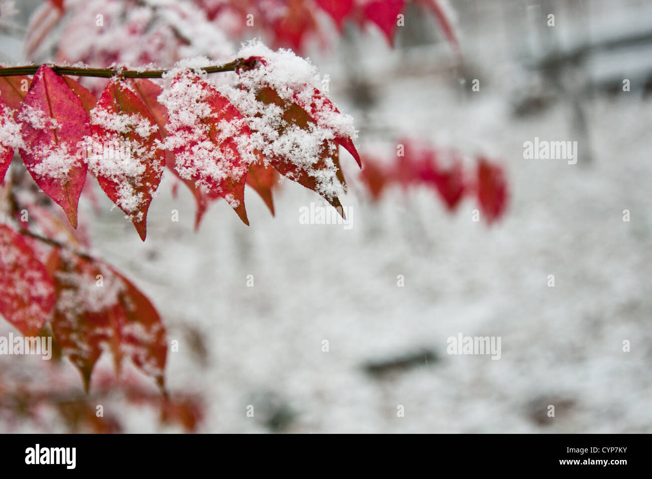 Fall Foliage Covered With Snow Stock Photo - Alamy