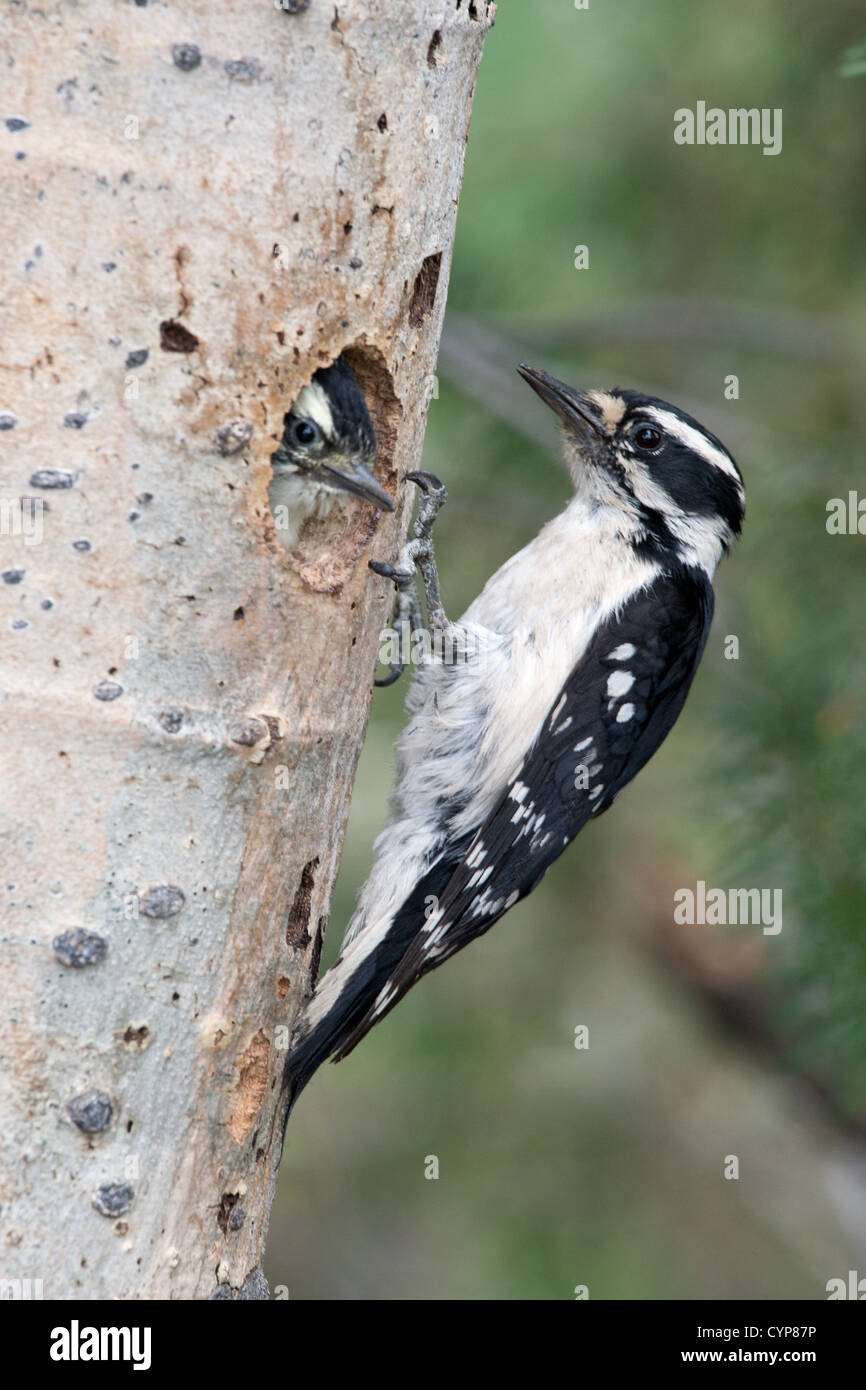Woodpeckers hi-res stock photography and images - Alamy