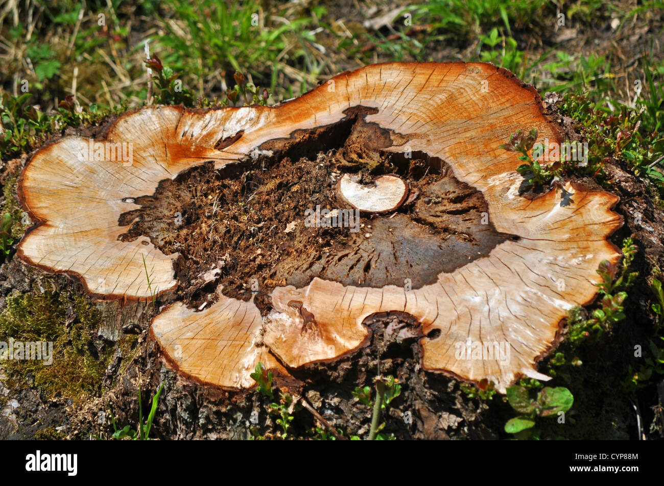 Decayed wood left from tree felling Stock Photo - Alamy