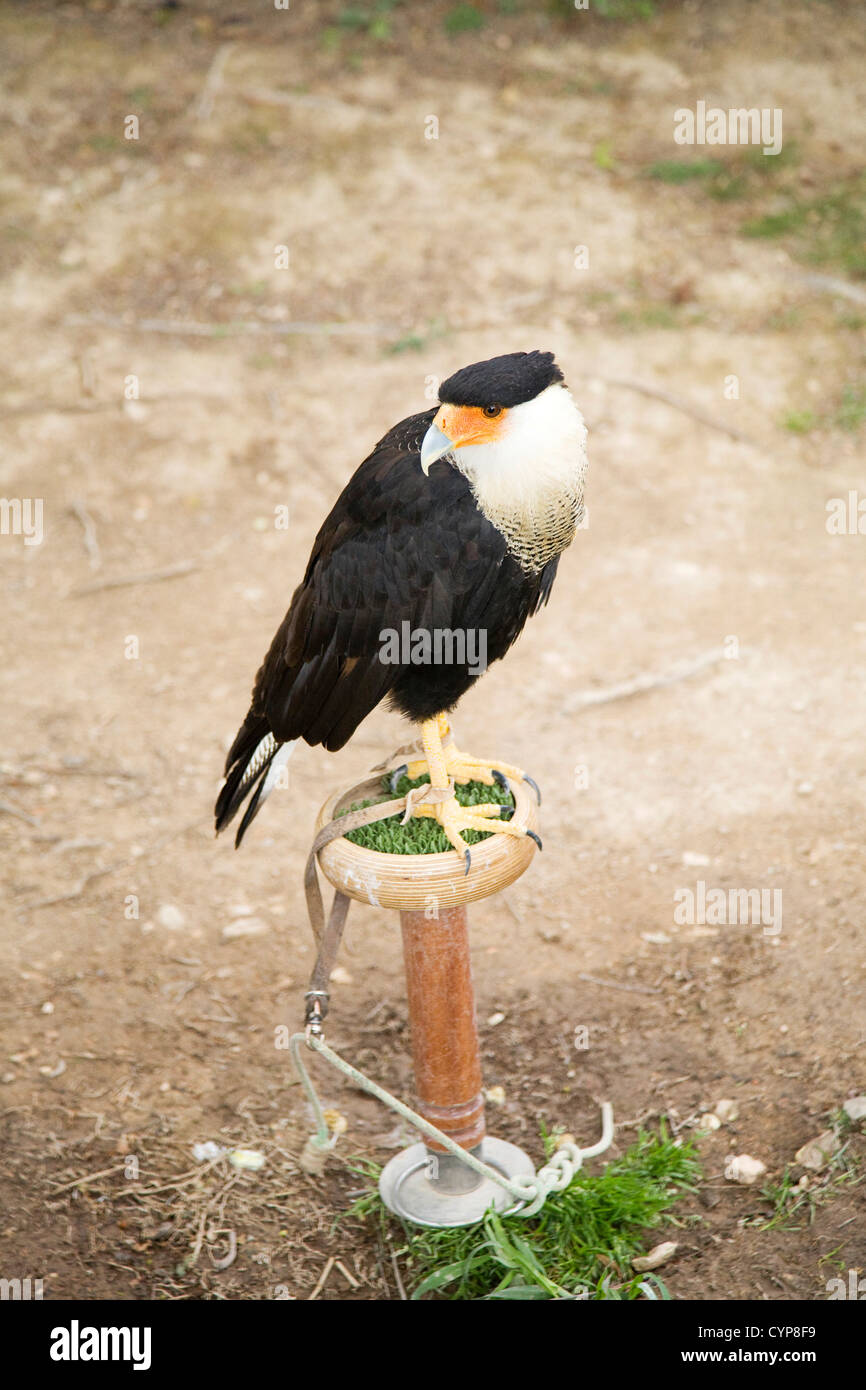 bird tied at a natural park in saragossa aragon spain Stock Photo - Alamy