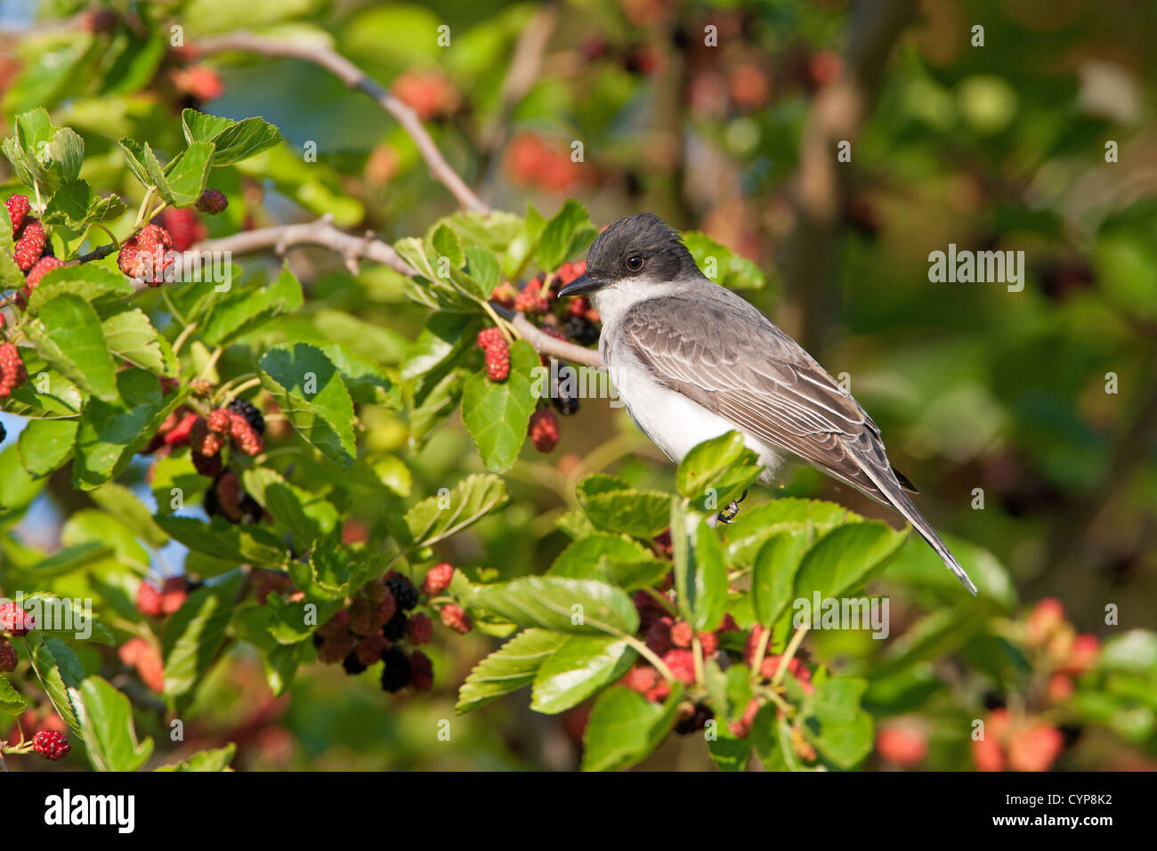 Flycatcher in mulberry tree hi-res stock photography and images - Alamy