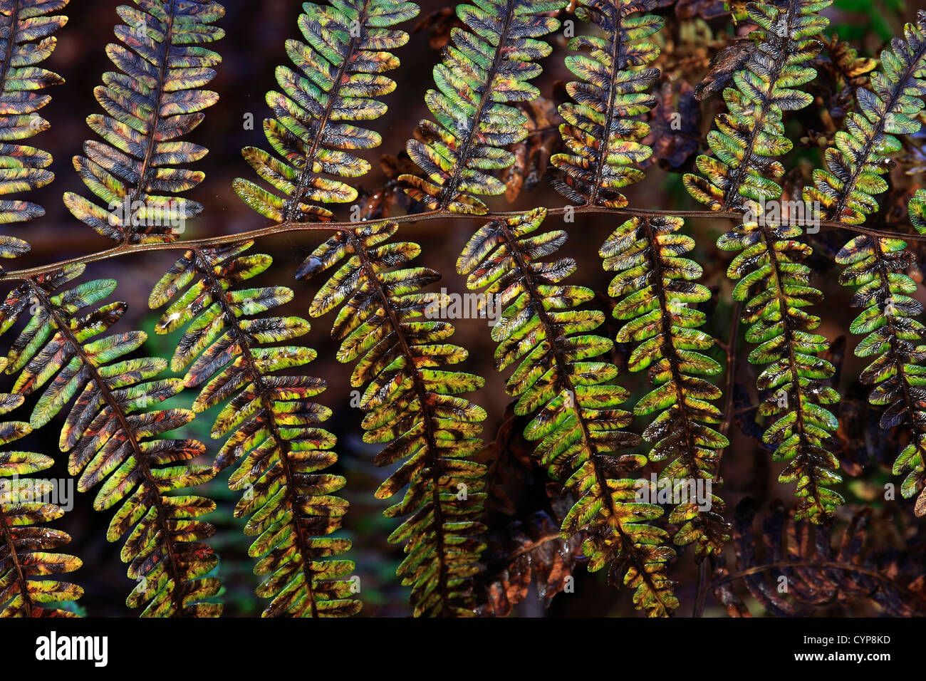 Backlit Autumn coloured Fern Bracken fronds, woodland in the New Forest ...