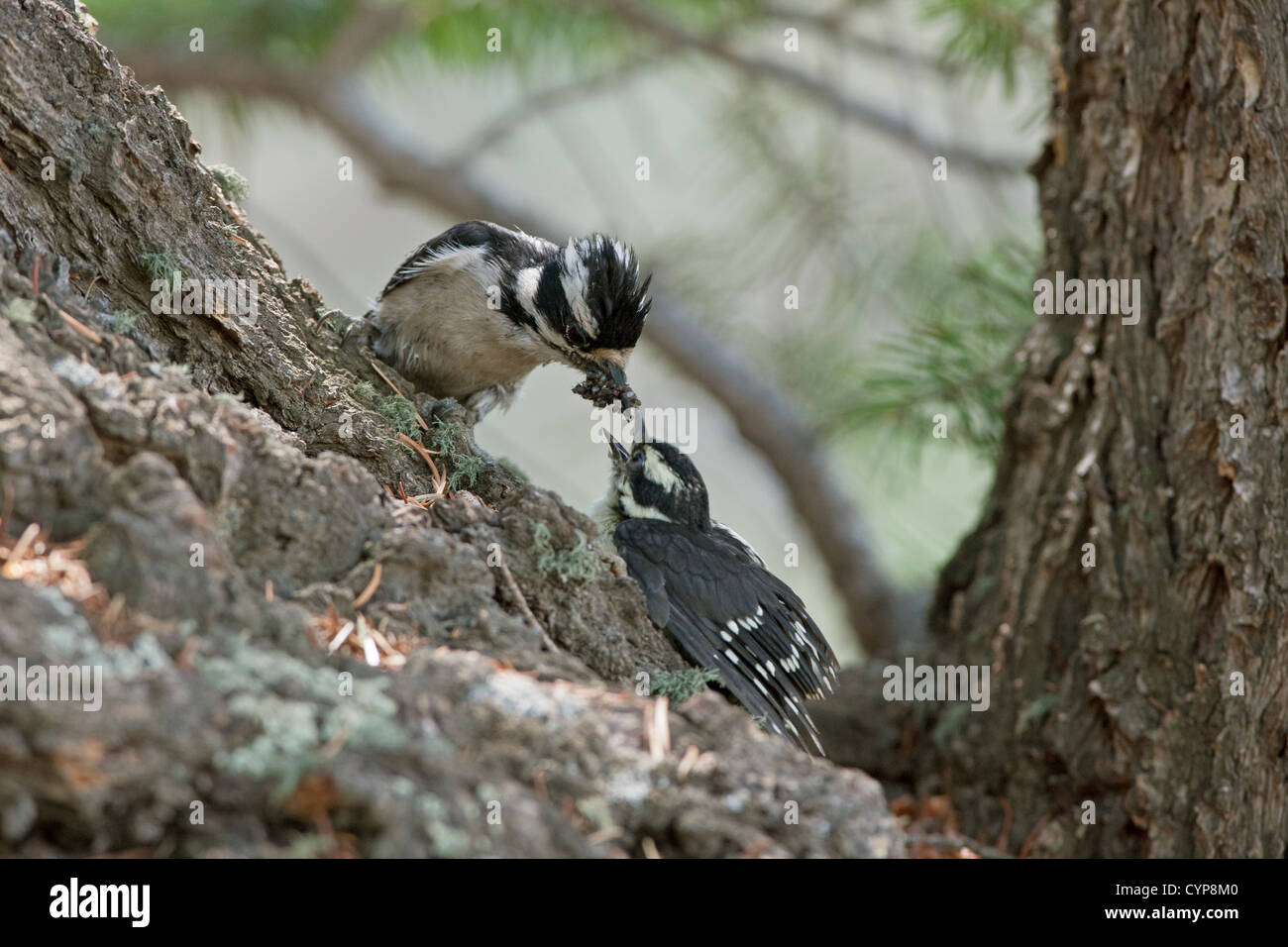 Downy Woodpecker woodpeckers bird birds picidae feeding its fledgling ...