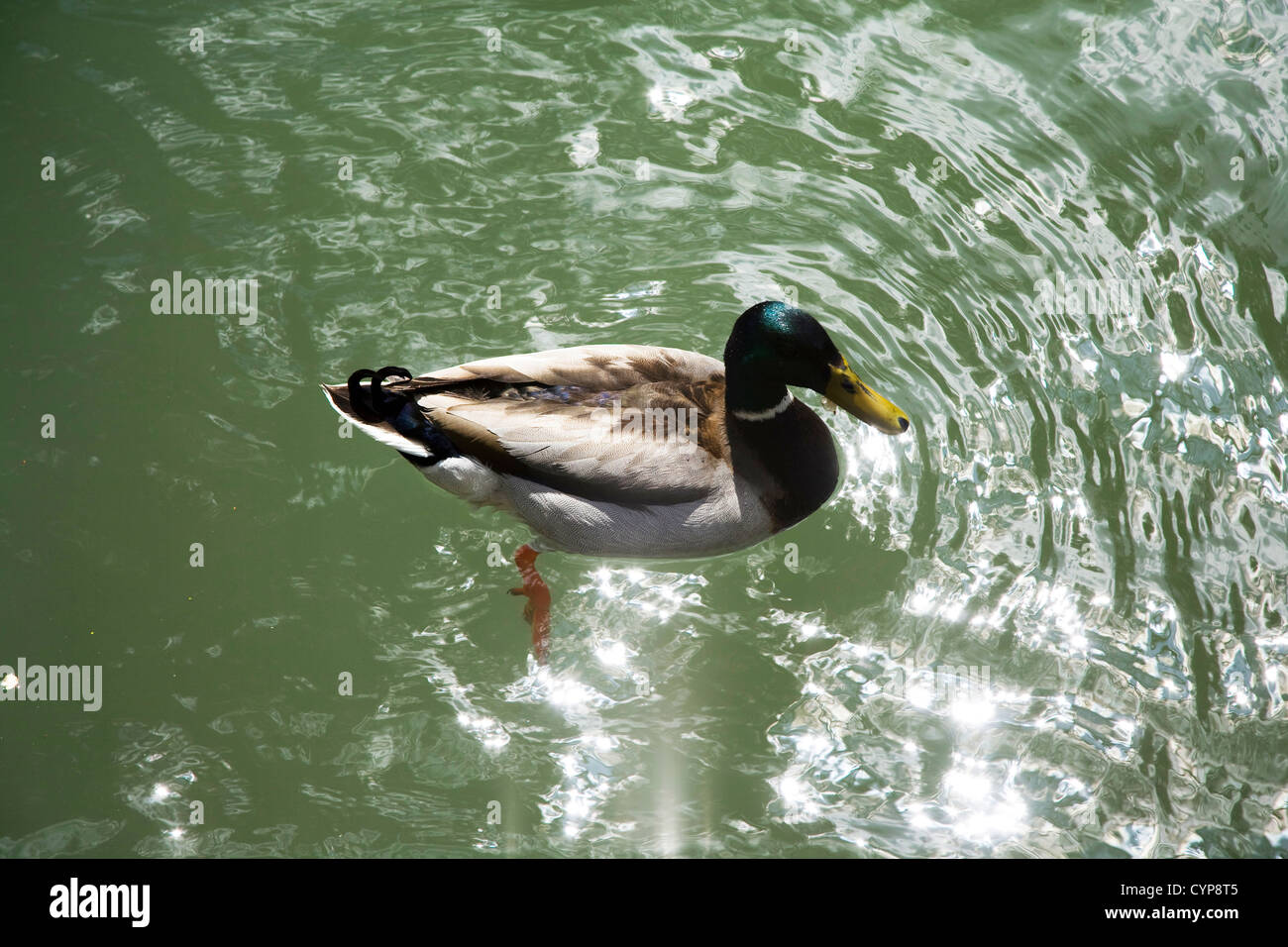 a lonely duck swimming at a green lake Stock Photo - Alamy