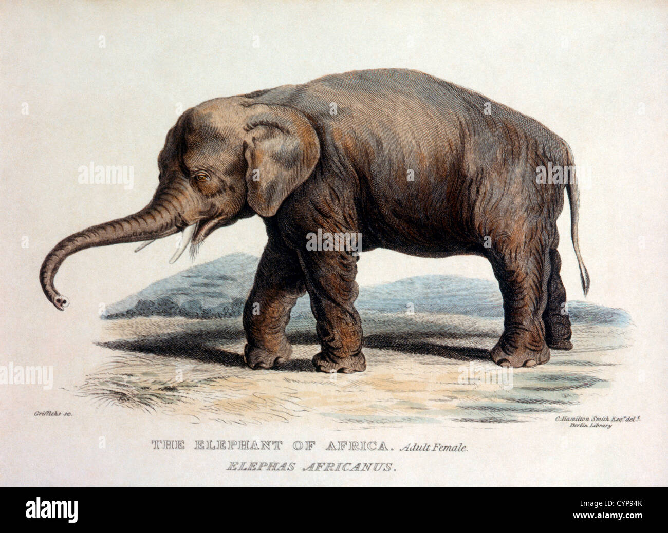 Elephas africanus hi-res stock photography and images - Alamy